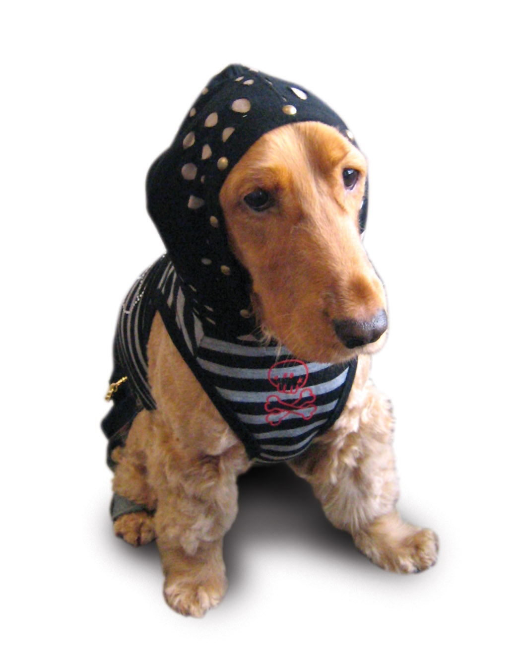 Fotos de perros de moda | Toda opinion de perroseli