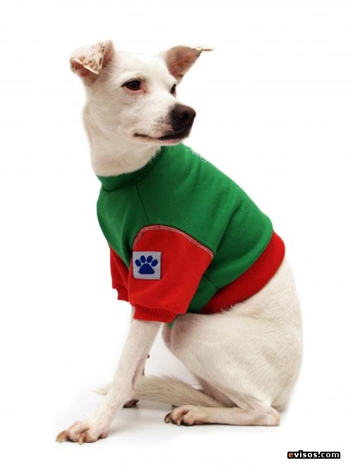 Fotos de perros de moda | Toda opinion de perroseli