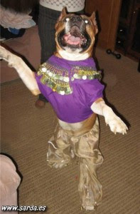 Fotos de los perros mas graciosos | Toda opinion de perroseli