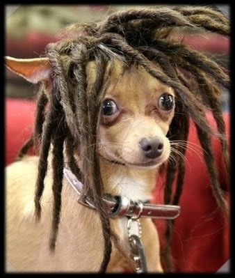 Fotos de los perros mas graciosos | Toda opinion de perroseli