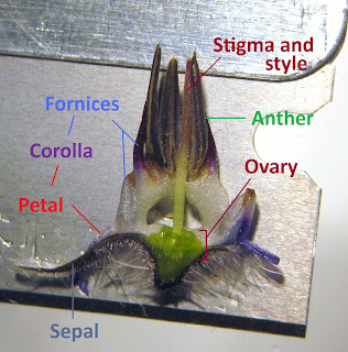 UBC Biology 324 Blog: Lab 6 - Euasterids I: Boraginaceae & Solanaceae