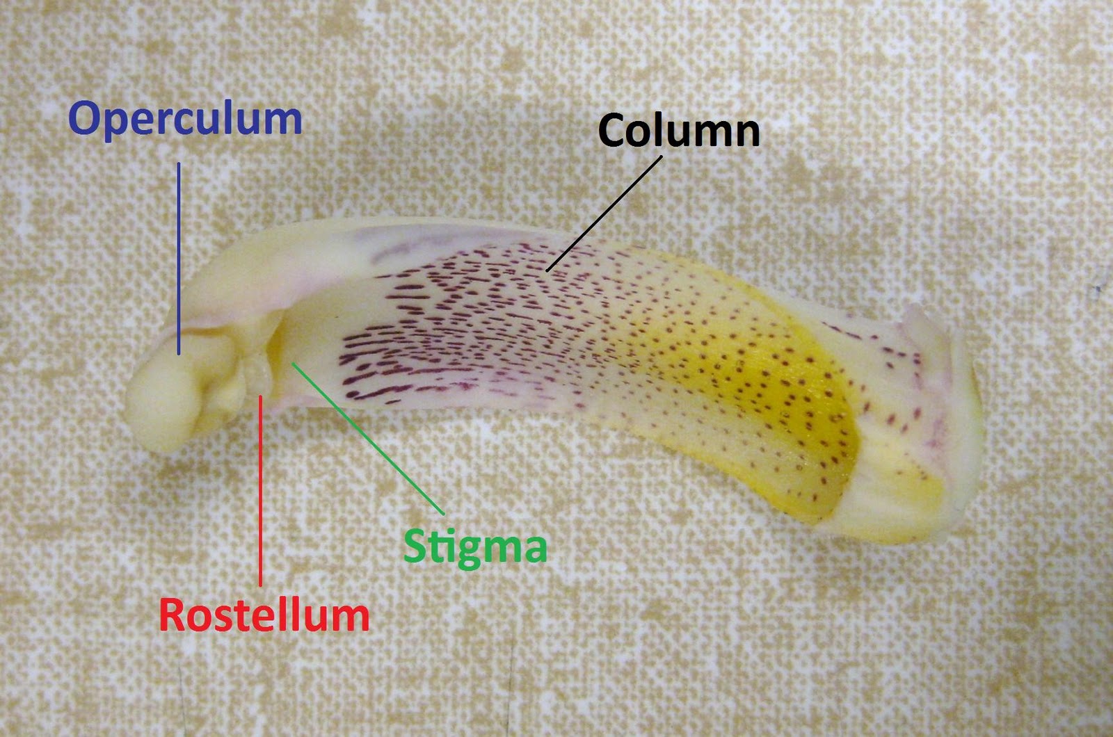 UBC Biology 324 Blog: Lab 8 - Monocots: Orchidaceae