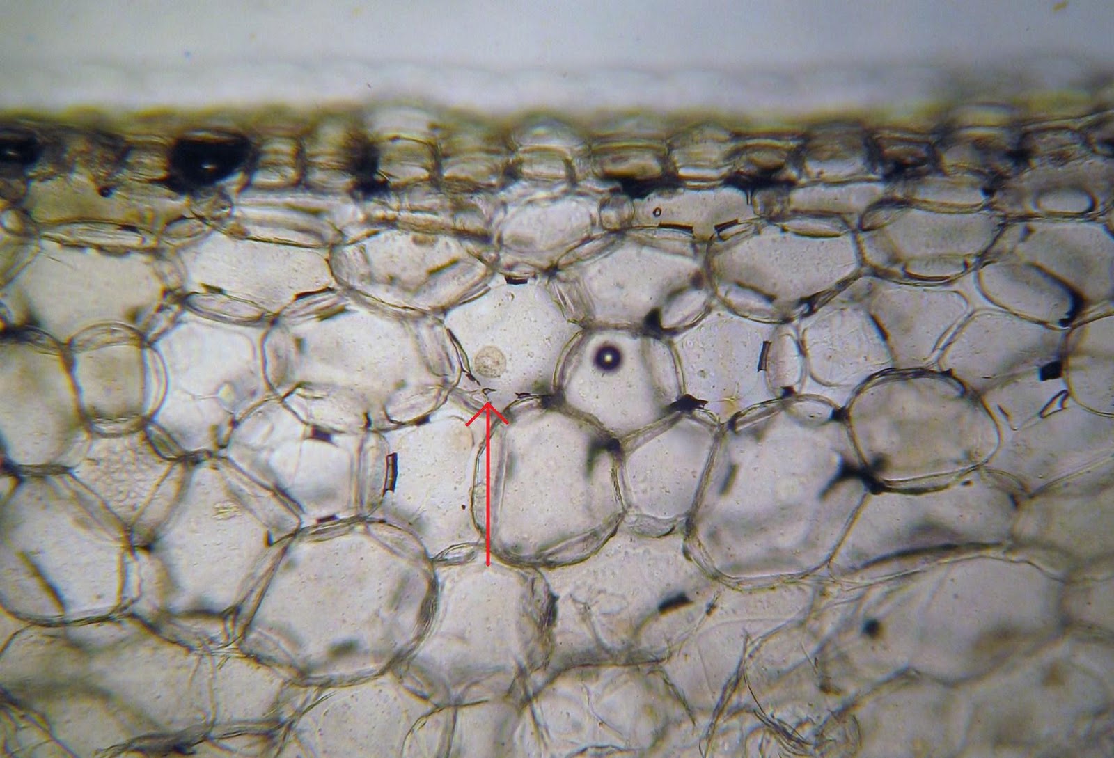UBC Biology 210 Blog: Lab 2 - Common Cell and Tissue Types