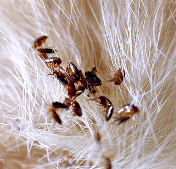 RAÇÕES_ONLINE: Pulgas