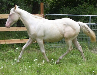 TDS SportHorse "Prospects": Heiress to Gold '08 Tobiano Cremello Paint ...