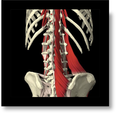 The Multifidus: The Multifidus Muscles