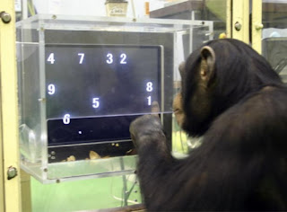 EL MONO DOMESTICO: LA INTELIGENCIA DEL CHIMPANCÉ