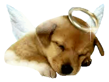 Sky Pets Express Peru: PRECIOS Y PROMOCIONES