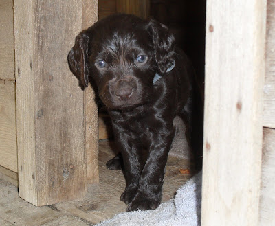 Smith Boykins, Quality Boykin Spaniel Puppies