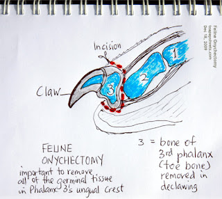 Veterinary Surgery Dr Sing: 37. Declawing of cats in Singapore interview