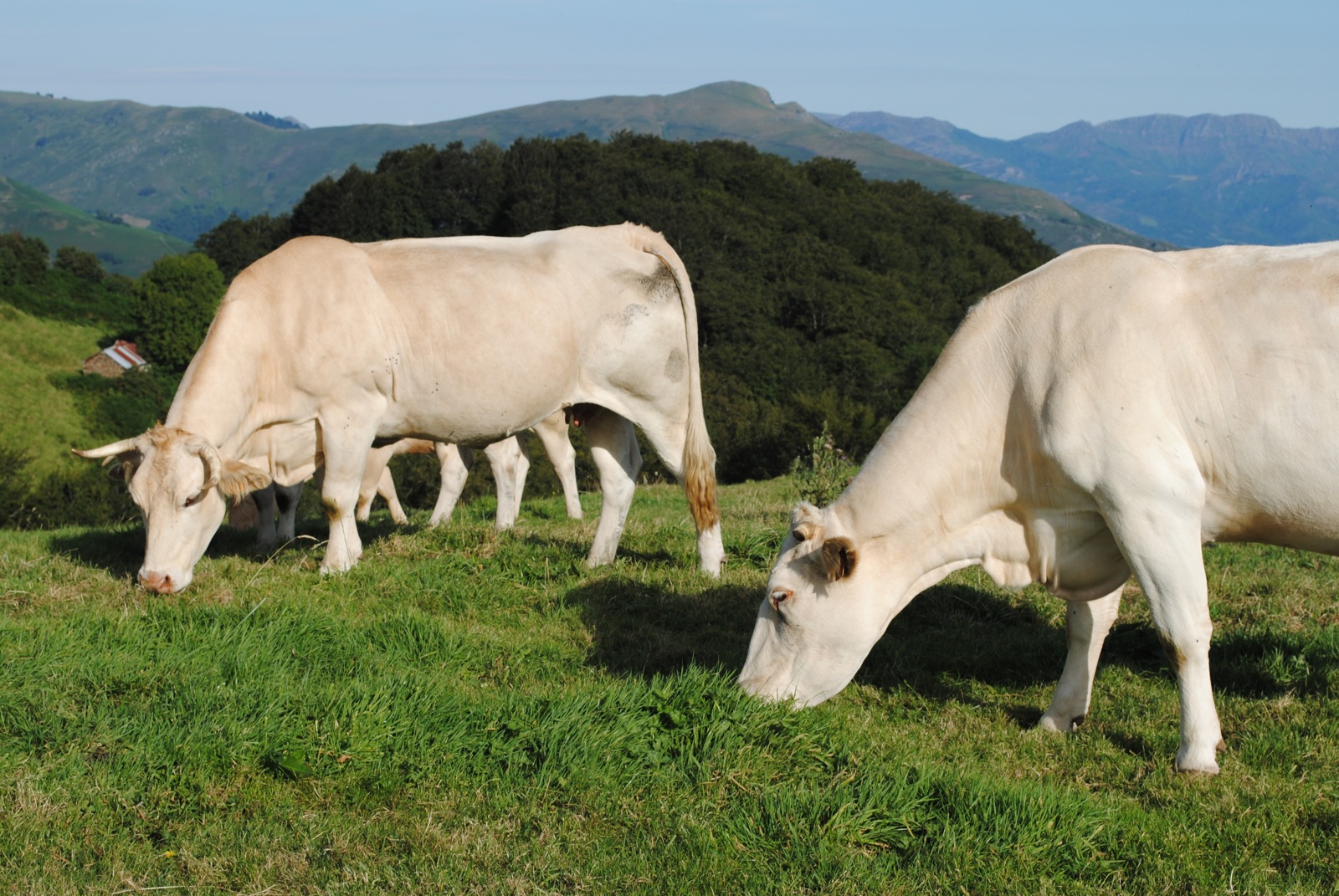 Coaching for Pizza: So, Did You Take Any Pictures of the Camino?