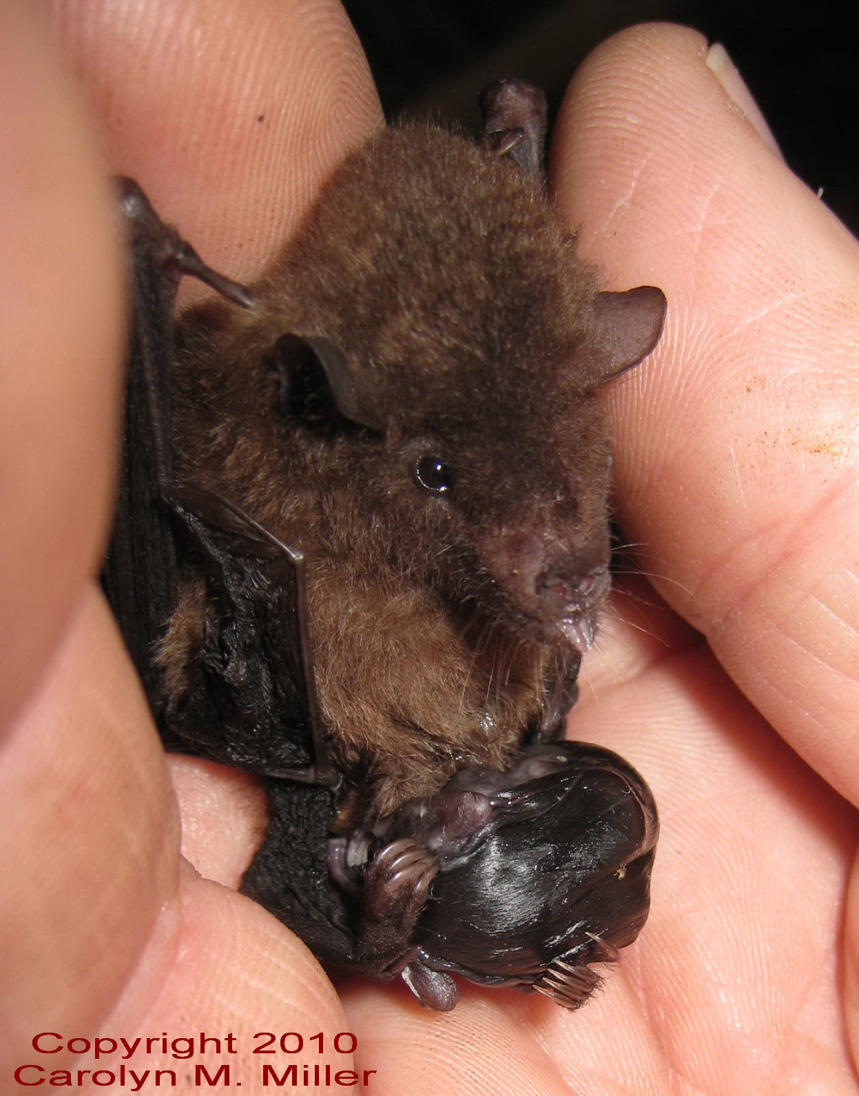 Belize Field Notes: Birth of a Bat