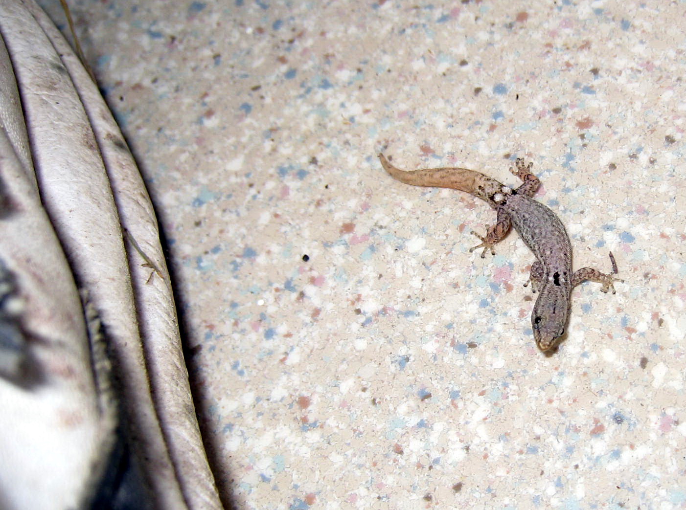 Belize Field Notes: Tiny Gecko