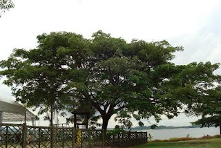 GardenSeed: Monkey Pod / Rain Tree / Samanea saman