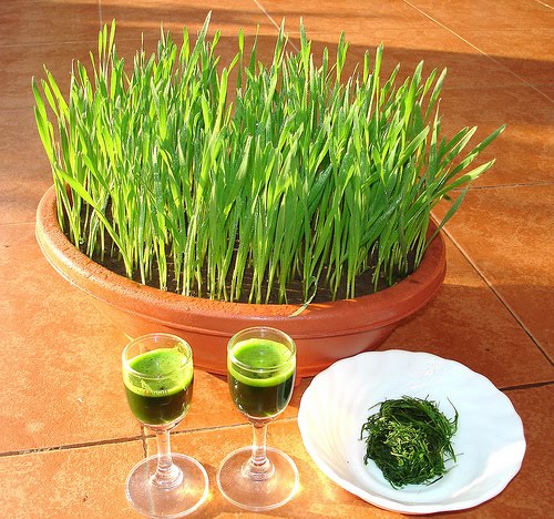 GardenSeed: Wheat Grass Sprouting Seeds (Hard Red Wheat)