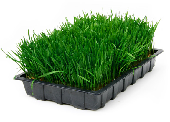 GardenSeed: Wheat Grass Sprouting Seeds (Hard Red Wheat)