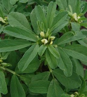 GardenSeed: Fenugreek (Trigonella foenum-graecum)