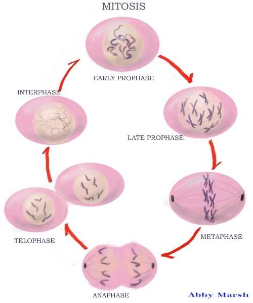 Haley's AP Bio Log: The Cellular Basis of Reproduction and Inheritance