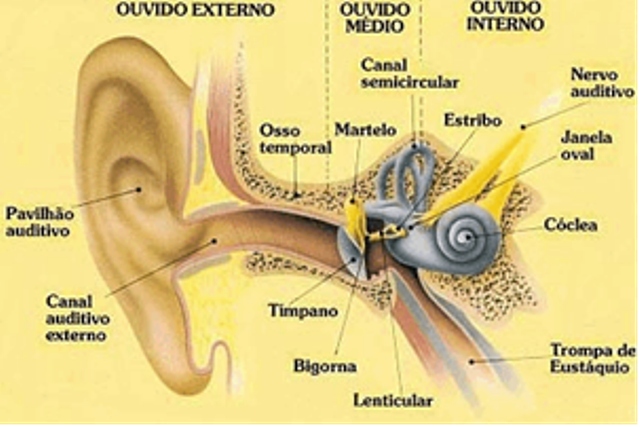 EDUCAR PARA OUVIR: Conhecendo as Estruturas da Orelha e os tipos de ...