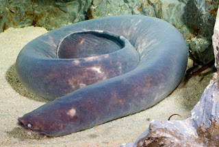 Real Monstrosities: Hagfish