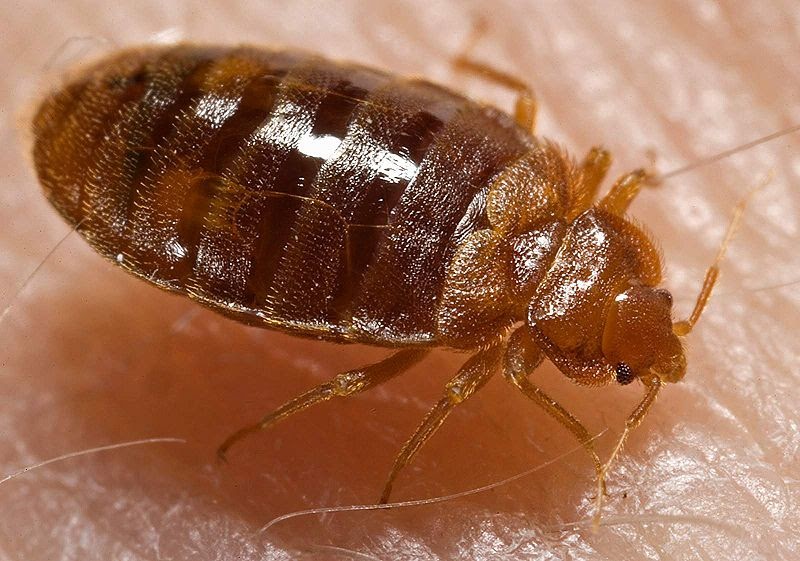Real Monstrosities: Bedbug