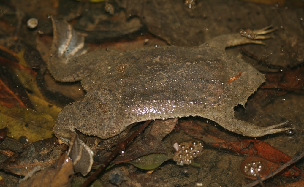 Real Monstrosities: Surinam Toad