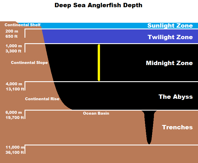 Real Monstrosities: Deep Sea Anglerfish