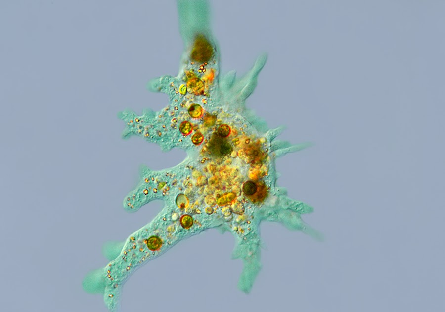 Amoeba Proteus Under A Microscope