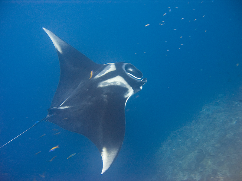 Real Monstrosities: Manta Ray