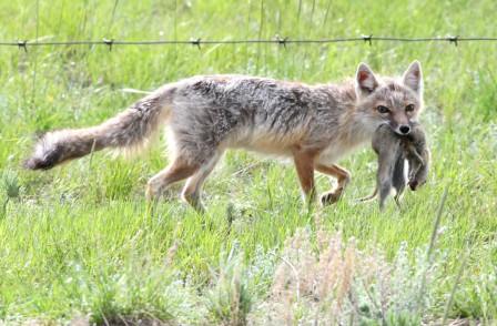 Tom Hince - Adventures with Birds & other stuff: ALBERTA - govenlock ...