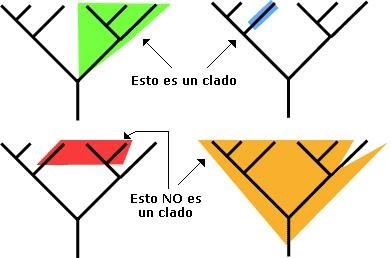 THE BIOLOGY & CHARLIE C.M. WORLD`S: FILOGENIA Y CLADISTICA