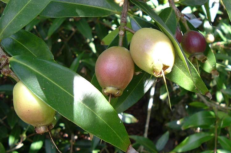 Aqui pra Nós...: Moreno(a) cor de... JAMBO???