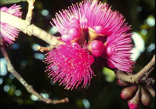 Aqui pra Nós...: Moreno(a) cor de... JAMBO???