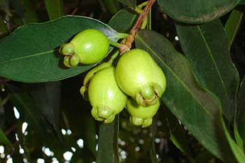 Aqui pra Nós...: Moreno(a) cor de... JAMBO???