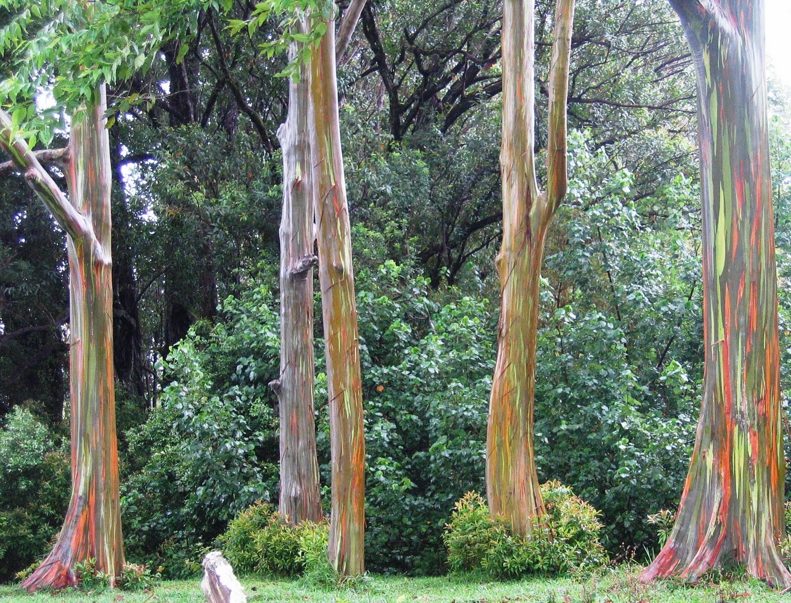 ABT UNK: Wordless Wednesday: Rainbow Eucalyptus on the Road to Hana ...