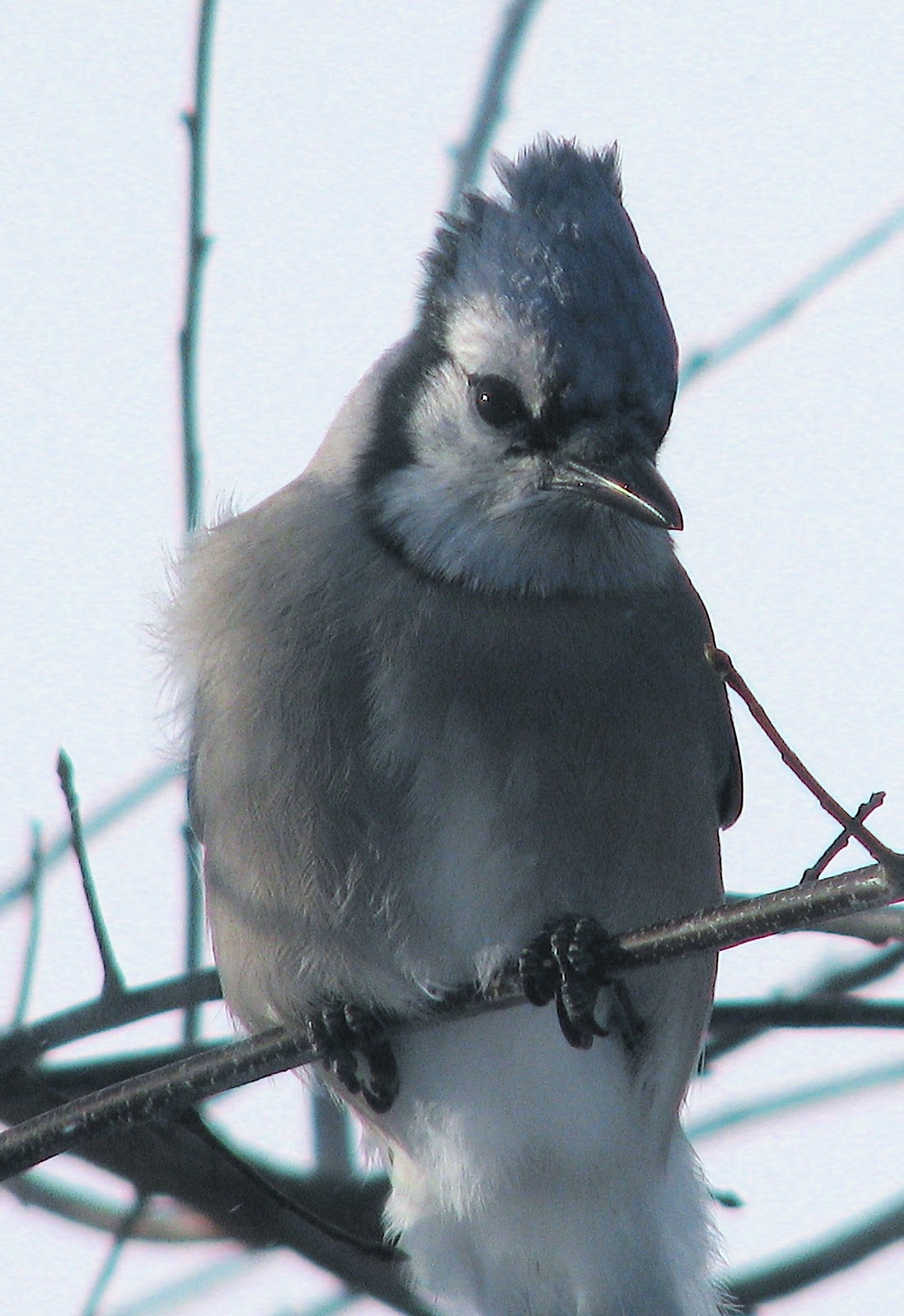 Protection Farm Journal: Blue Jay