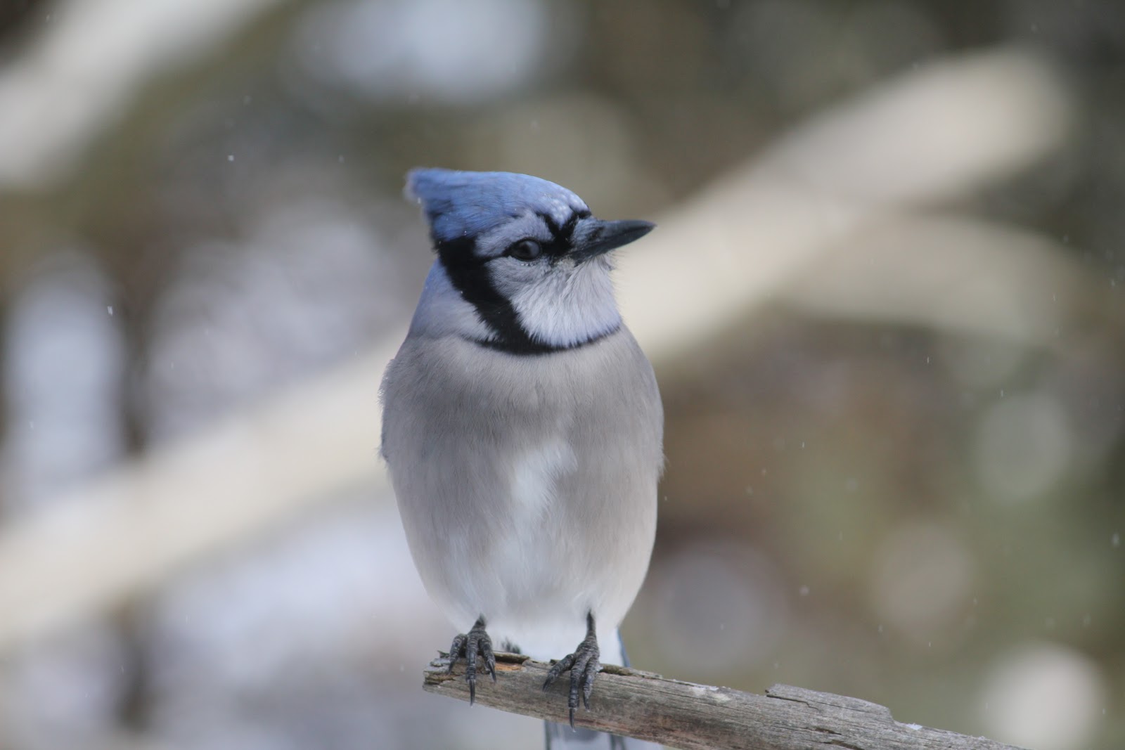 Protection Farm Journal: Blue Jay