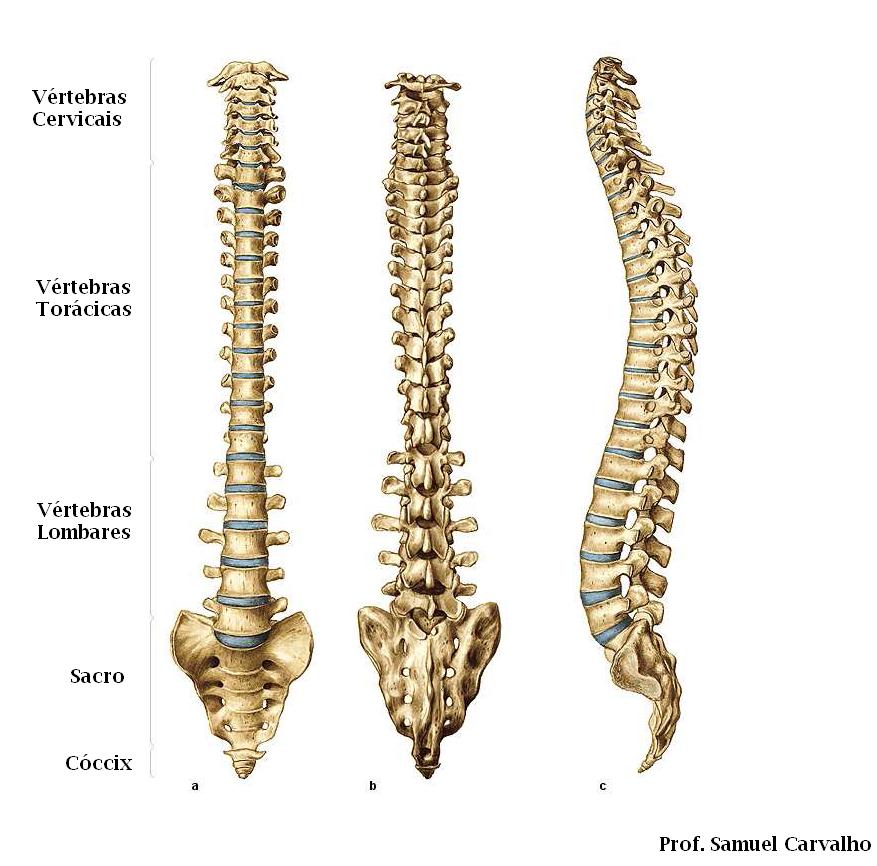 Coluna Vertebral; Coluna Espinal; Coluna Espinhal; Vértebras; Espinha ...