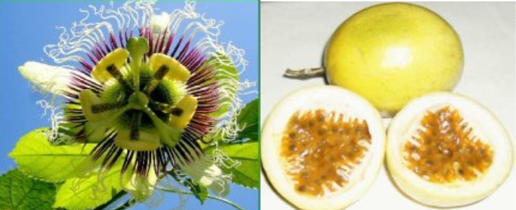 TRABALHO DE BIOLOGIA- ANGIOSPERMAS!: Angiospermas
