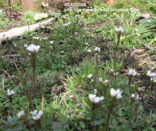 Gardener's Roost: SHOT WEED, the Bane of My Gardens and Me...