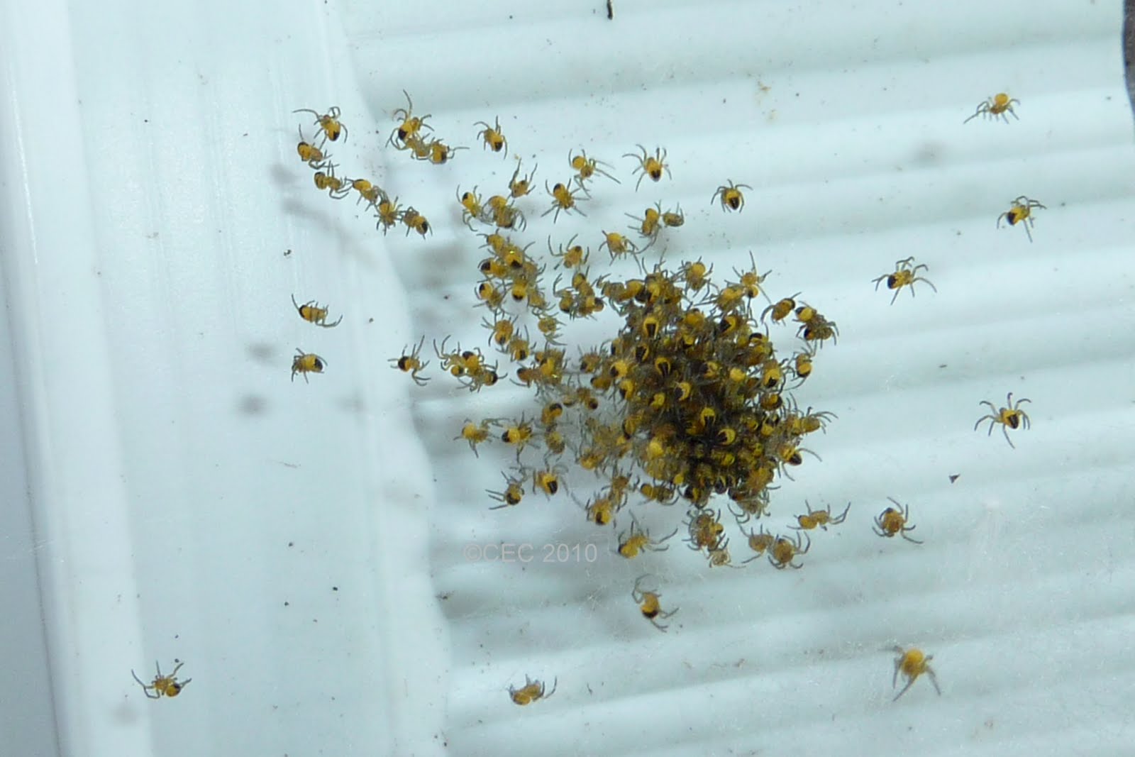 Gardener's Roost: Wordless Wednesday - Spring Spiders