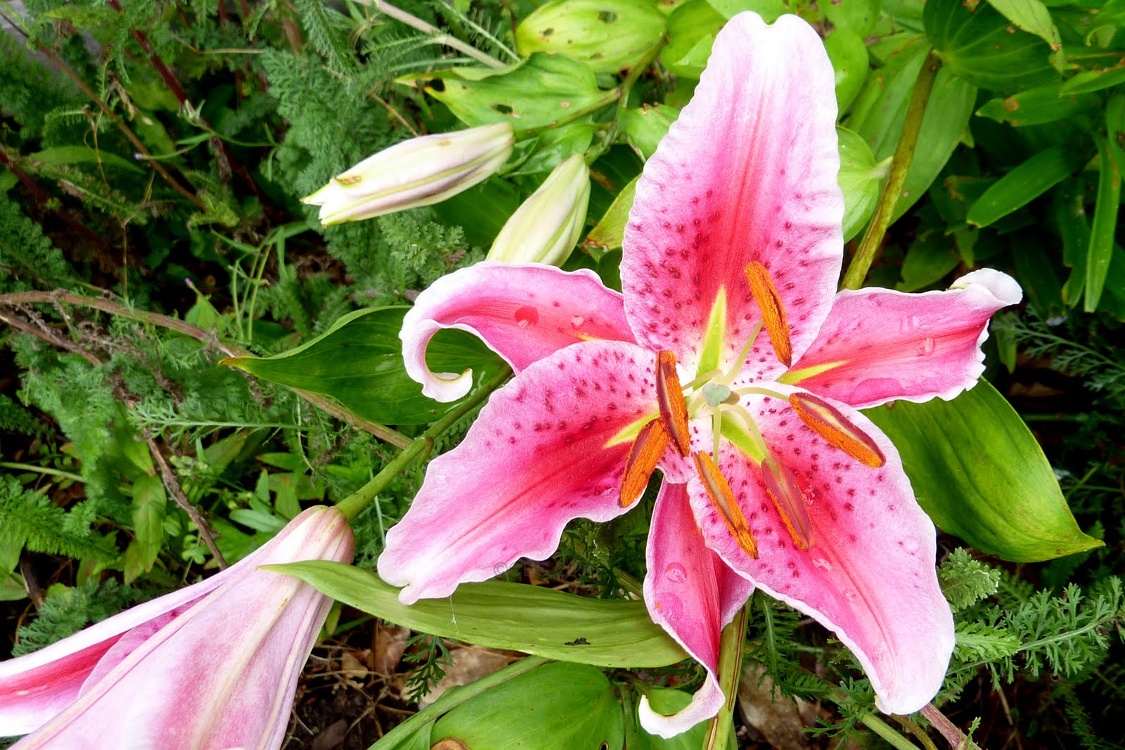 Gardener's Roost: GBBD - August 2010