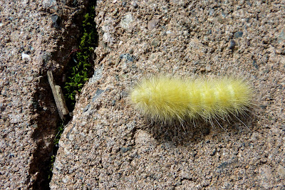Gardener's Roost: Yellow Fuzzy