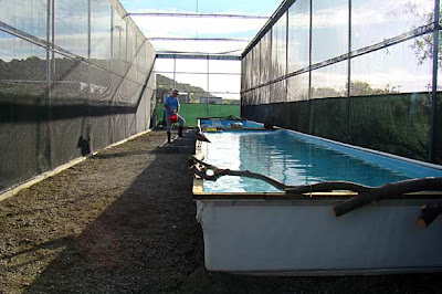 New 100-ft pelican aviary at SF Bay Center - International Bird Rescue