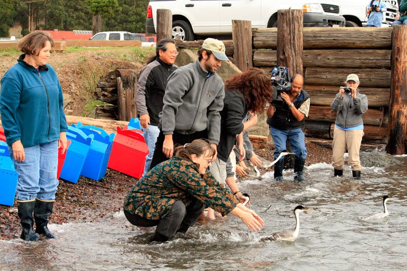 Volunteer: Why I help birds for free at IBRRC - International Bird Rescue