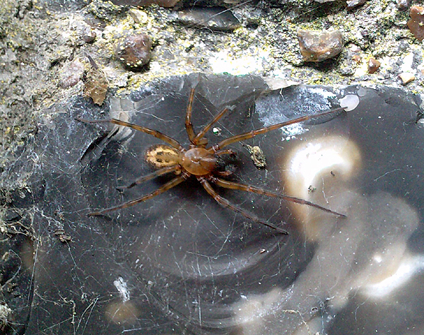 Arachnerds: Lace Webbed Spiders - Amaurobius sp.