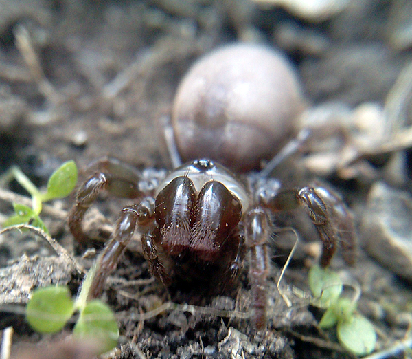 Arachnerds: Purse Web Spider - Atypus affinis