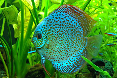 PECES DE TODO EL MUNDO: discos amazonicos