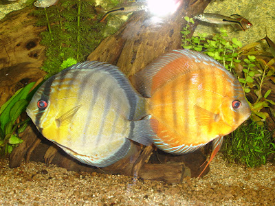 PECES DE TODO EL MUNDO: informacion discos amazonicos