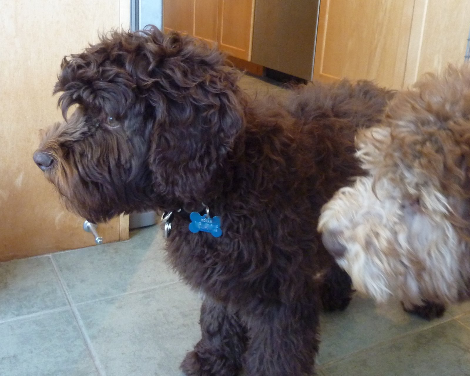 Golden Gate Labradoodles: Authentic Australian Labradoodles: Chocolate ...